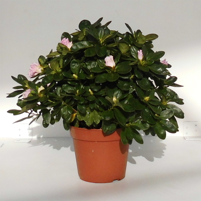 Bloemenkabouter kweekt azalea's voor binnen en buiten