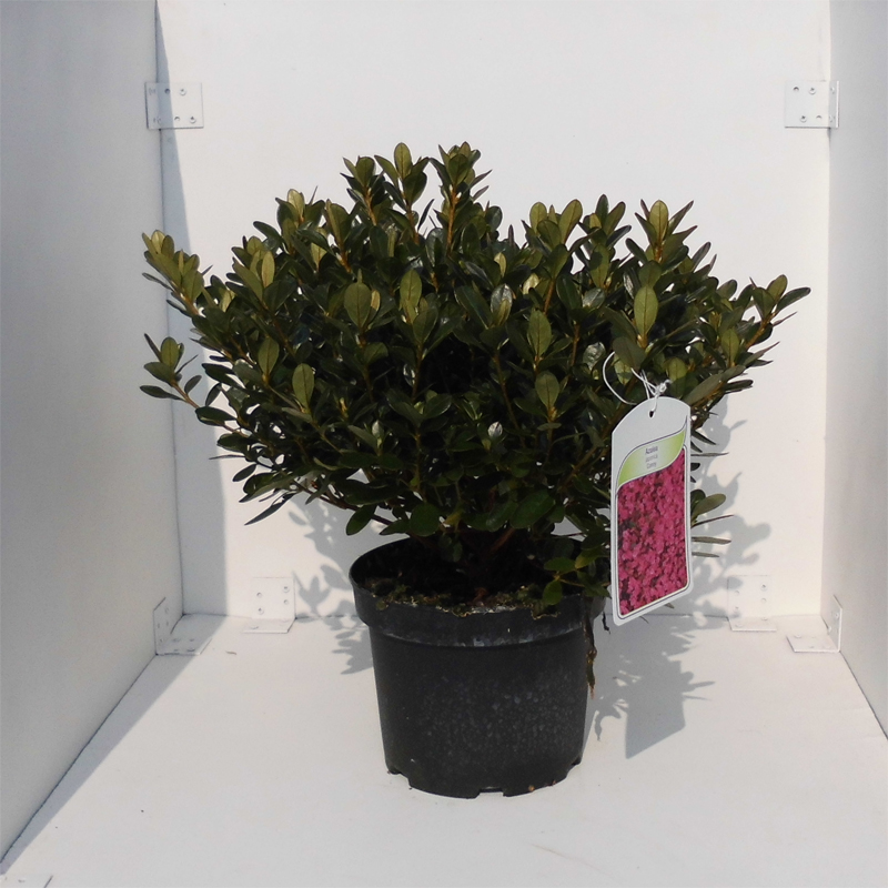 Bloemenkabouter kweekt azalea's voor binnen en buiten