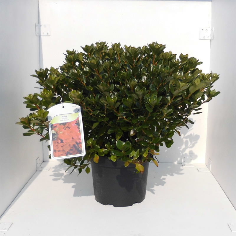 Bloemenkabouter kweekt azalea's voor binnen en buiten